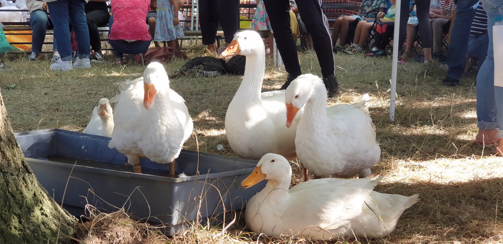 Invatam pentru pitici