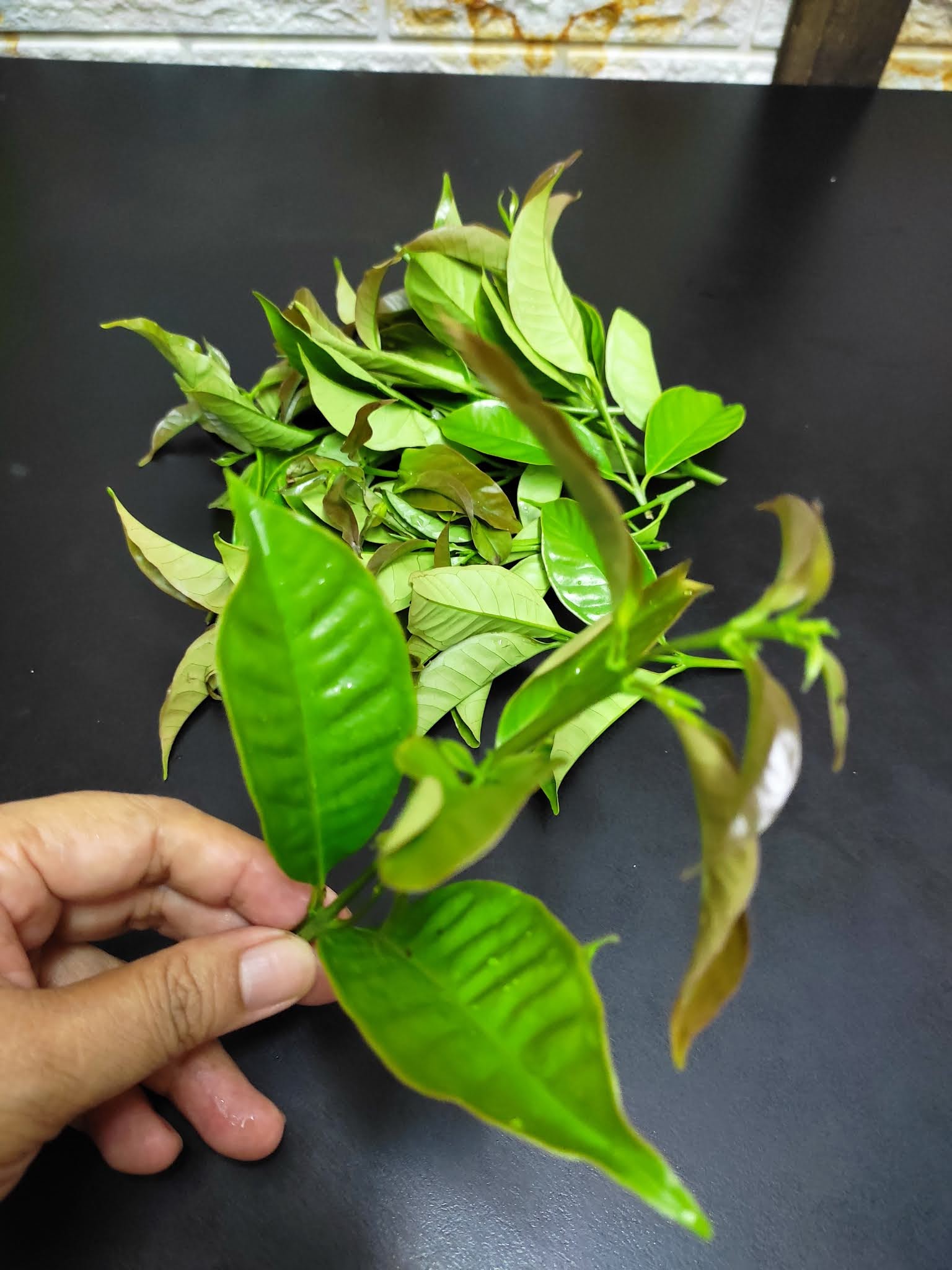 namakucella: NASI GORENG SARDIN & ULAM PUCUK SAMAK