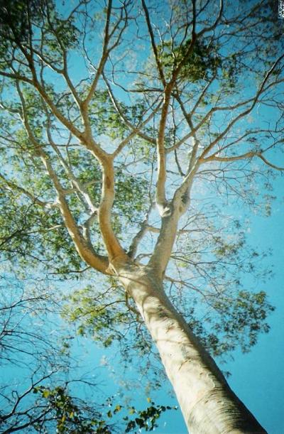 ANGICO: ANGICO, A ÁRVORE.