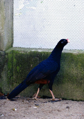 ecologyintofocus: ON THE WAY TO BE EXTINCT???