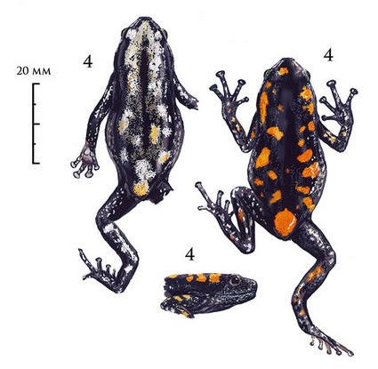 Species New to Science: [Herpetology • 2021] Phrynomantis newtoni ...