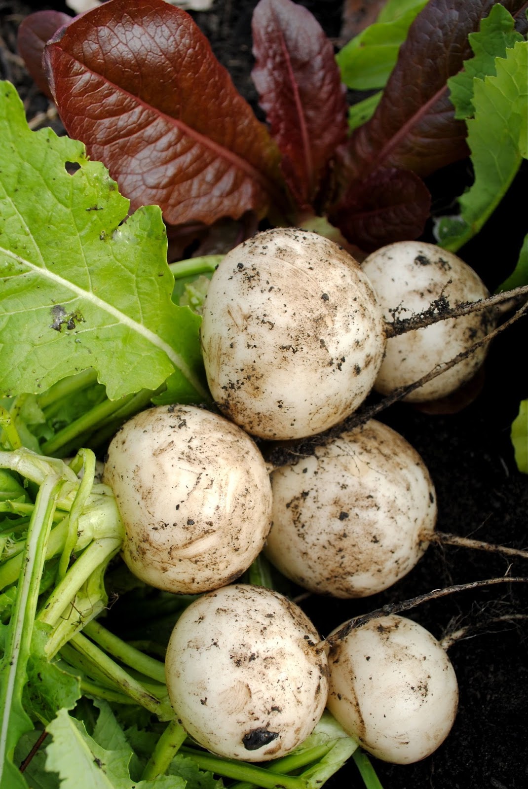 Seminte si plante de gradina hobby: Napi White