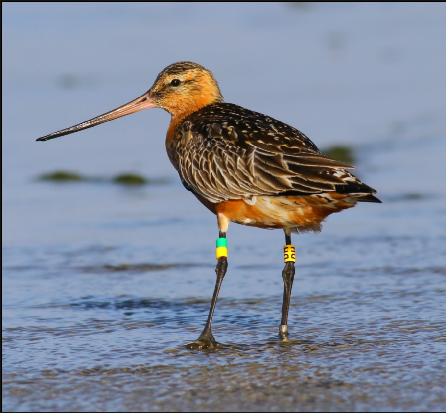Dublin Bay Birds Project: And a... godwit... in a pear tree?