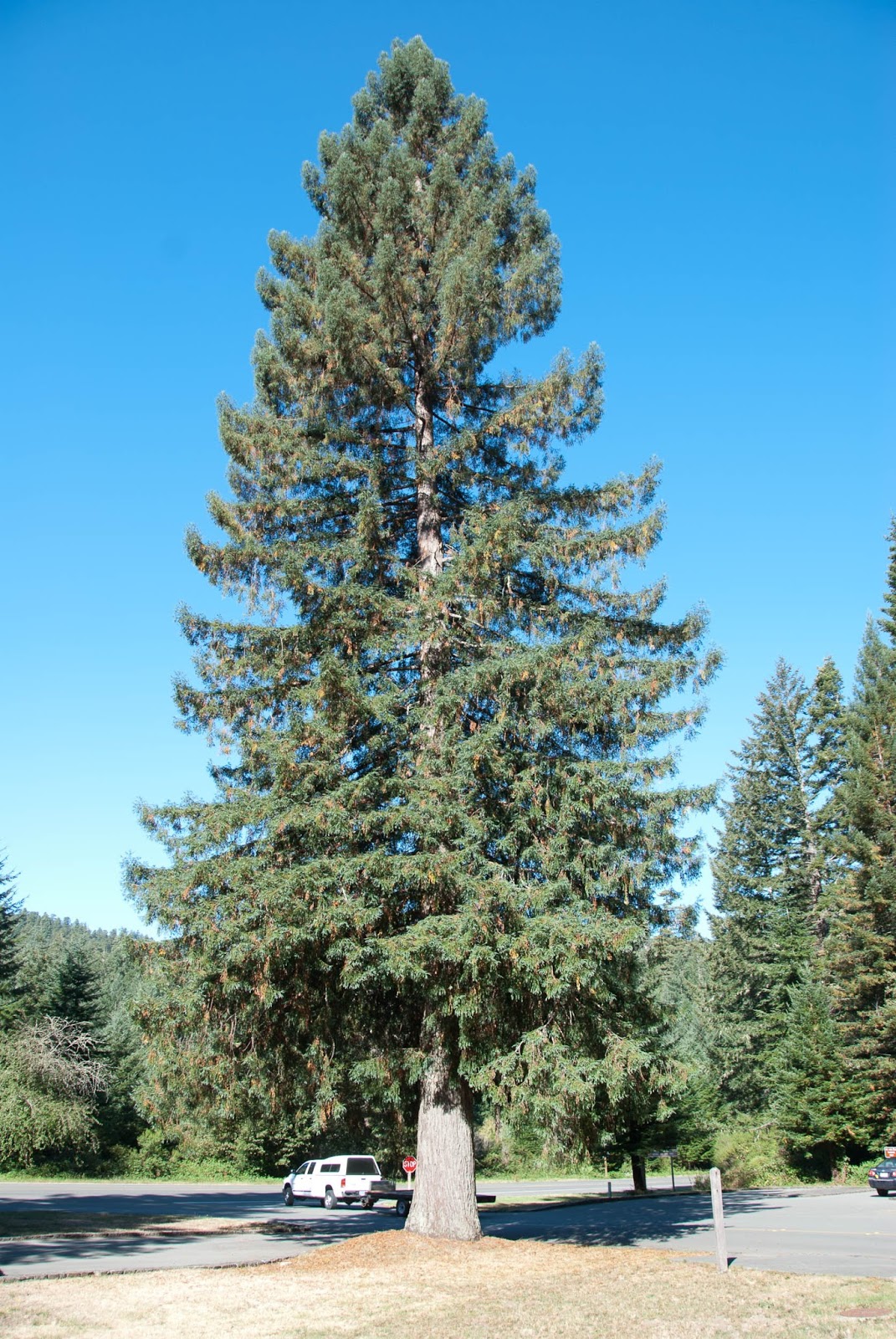Trees Planet: Picea sitchensis – Sitka Spruce
