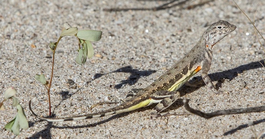 Your Daily Dose of Sabino Canyon: Mona Lizard