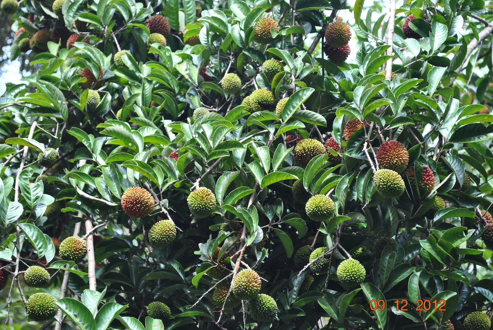 PANGSENAM: Buah Pulasan...