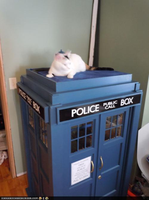 True Book Addict...Books, Cats, and More: Cat Thursday