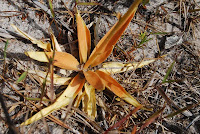 Space Coast Wildflowers: Malabar Scrub Sanctuary, May 6, 2012