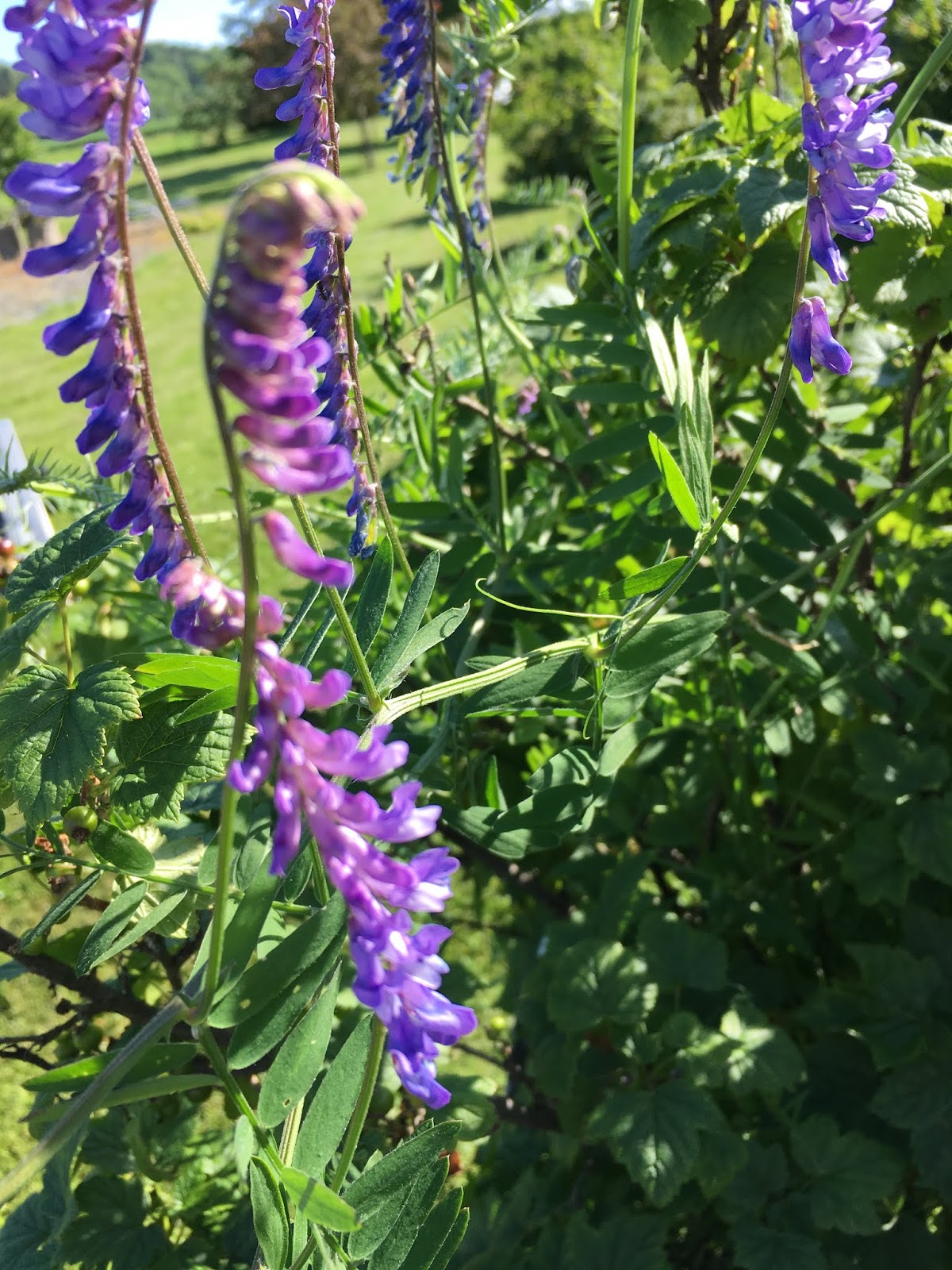 Planter i bestemors hage: Ugress