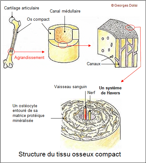 Anatomie de l'appareil locomoteur (ostéologie) | Récap' IDE