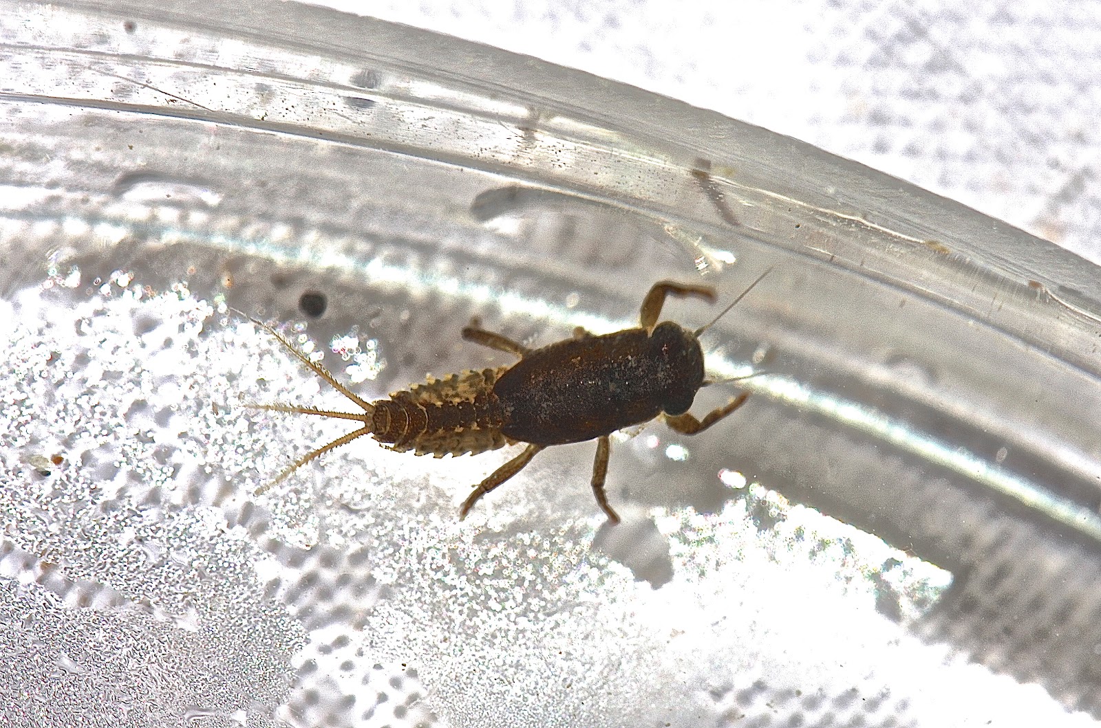 Aquatic Insects of Central Virginia: Small Minnow Mayflies at the ...