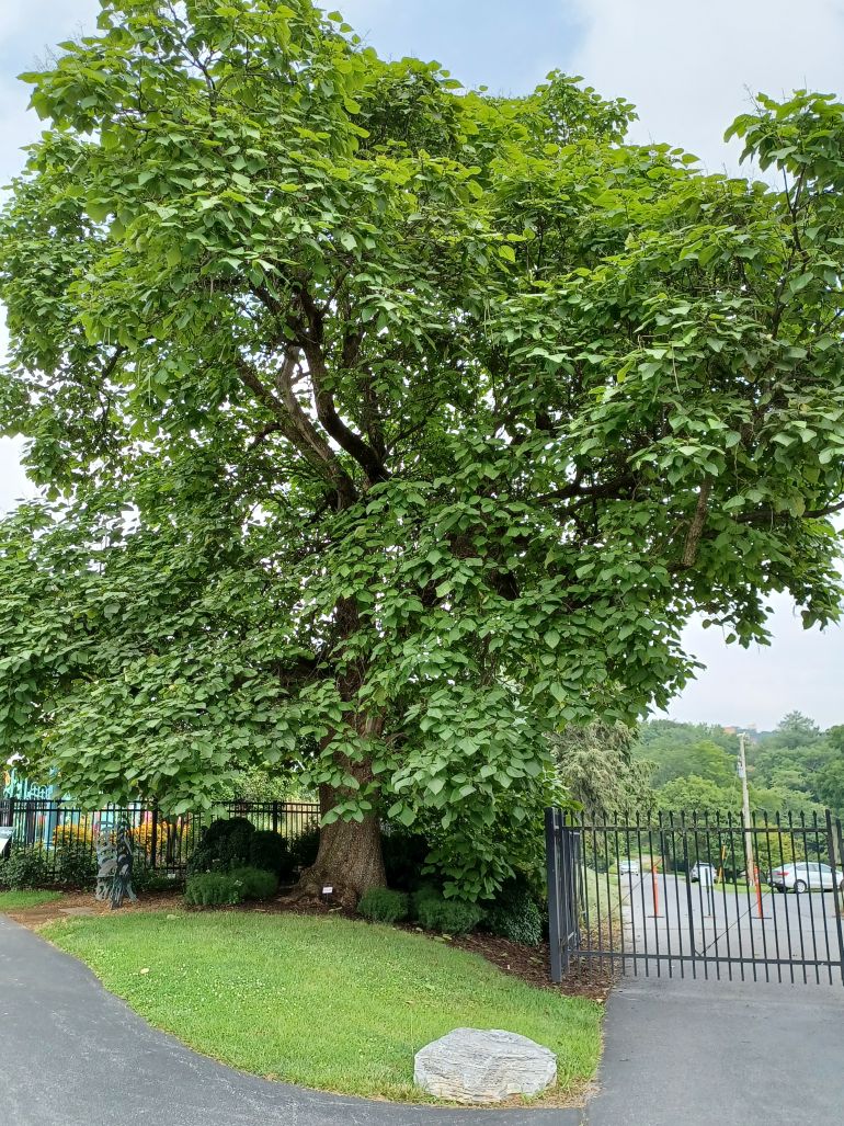 Future Plants by Randy Stewart: Catalpa