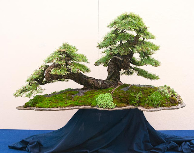 Walter's Travelogues: EBA 2011 the EBA tree exhibit #2