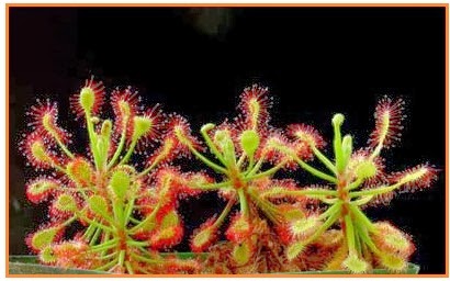 BIOLOGI GONZAGA: BAB 1 CIRI CIRI MAHKLUK HIDUP KELAS 6 SD