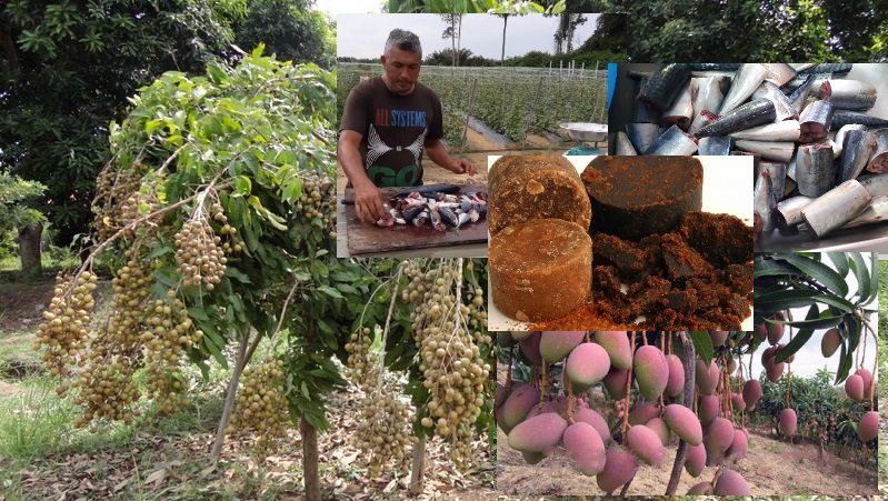 Cara Buat Baja Ikan Dan Gula Merah Untuk Lebatkan Buah Hingga Patah ...