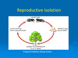 What is the role of Isolation In Evolution?