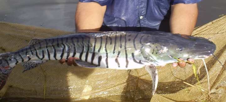 payarawana: Bagre Rayado Pseudoplatystoma fasciatum