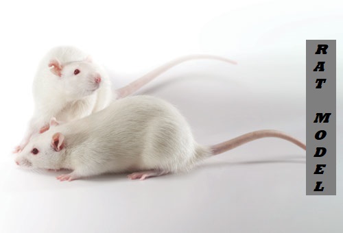 CRISPR: Breakthrough CRISPR/Cas9 Rat Model Technology