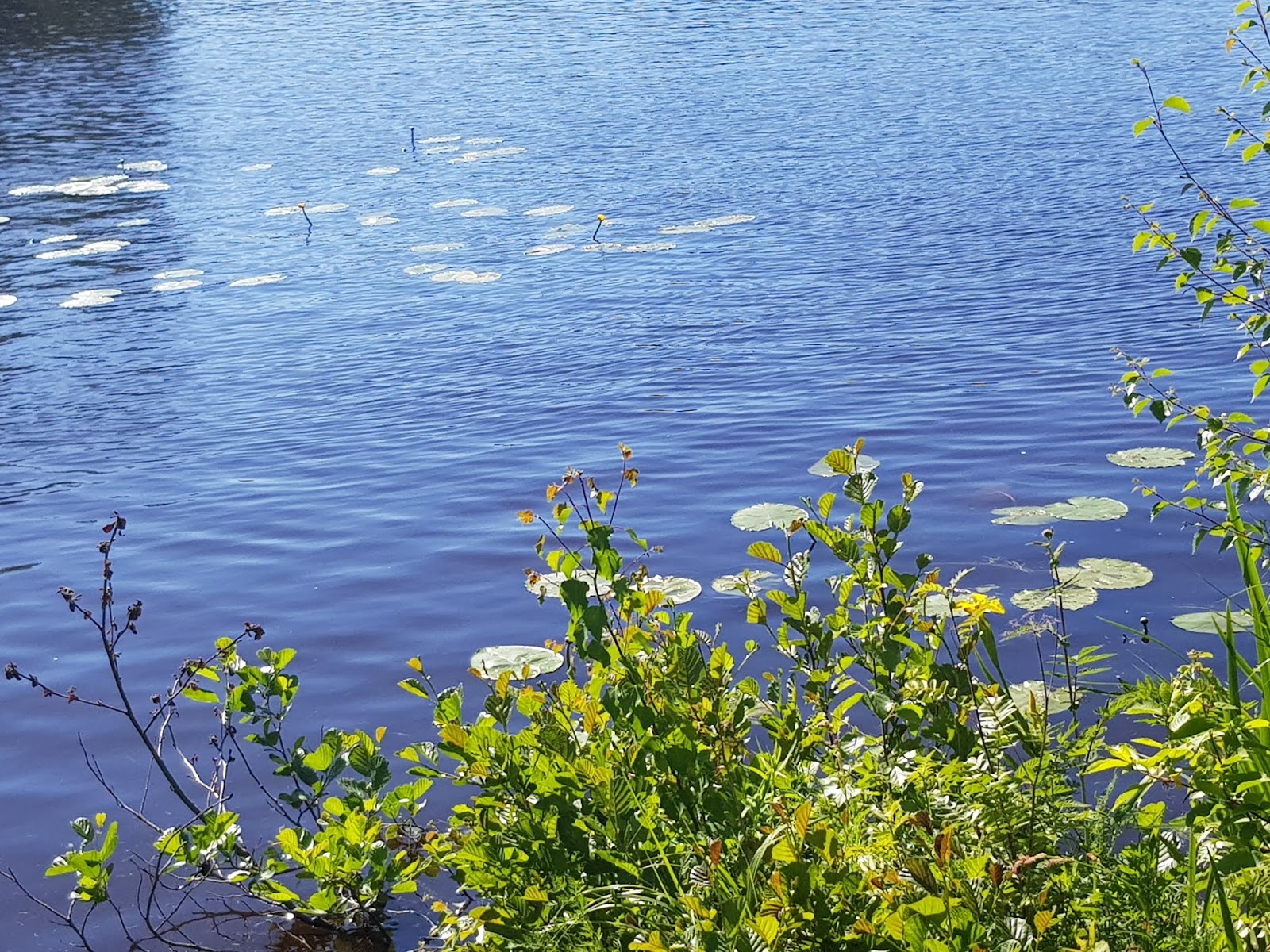 cias1975: 13 juni 2020