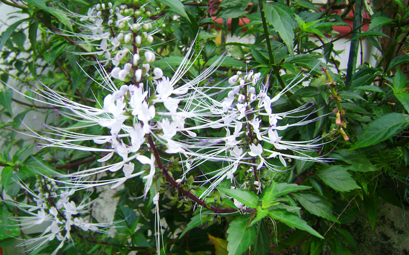 BALBAS PUSA HALAMANG GAMOT SA SAKIT SA BATO