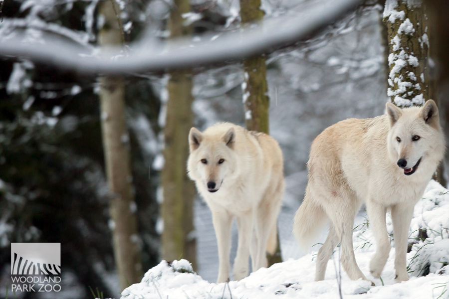 Animals explore a winter wonderland: first snowfall of the season delights