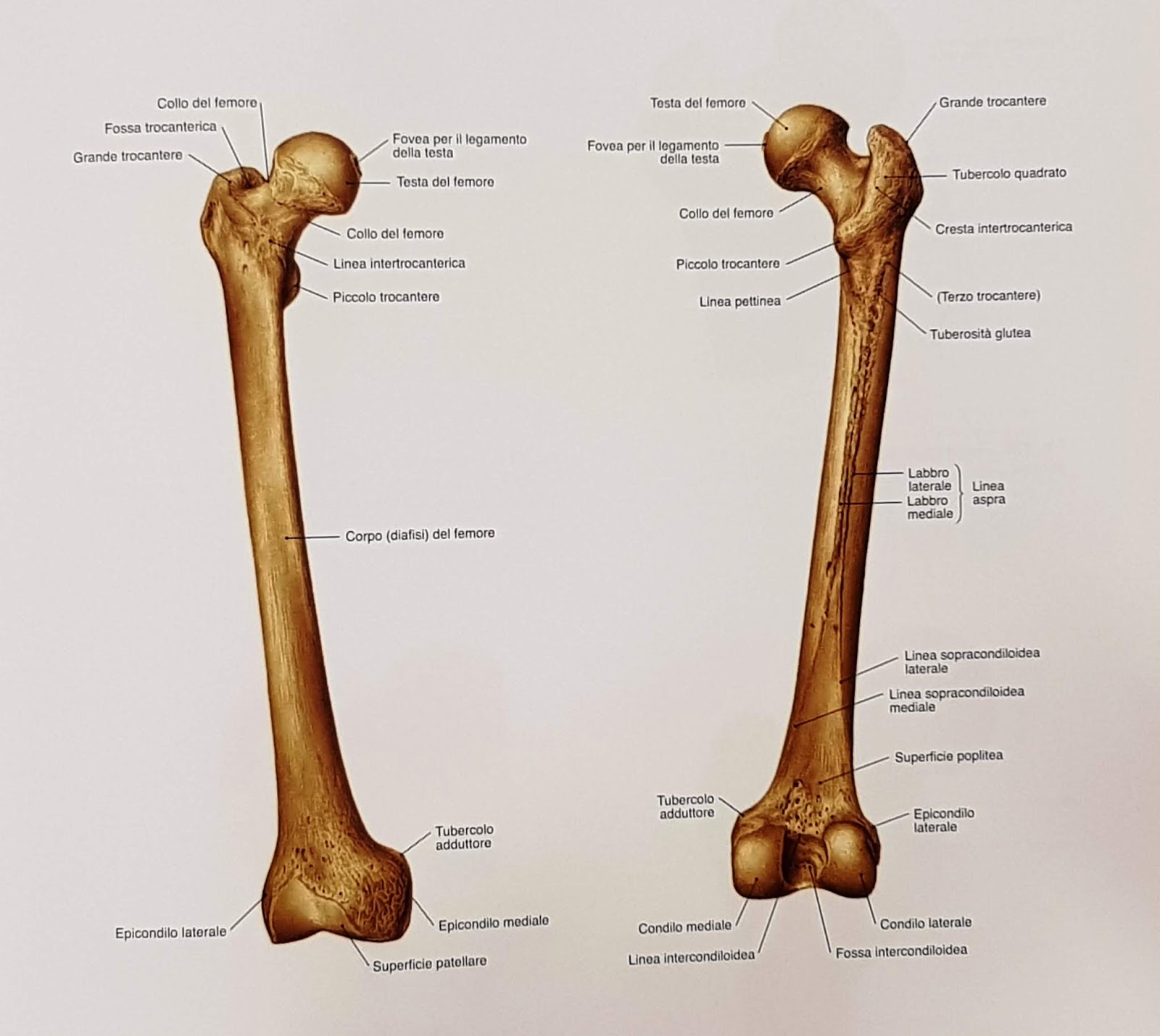 De Arte Gymnastica: L'ANCA: anatomia, biomeccanica e traumatologia