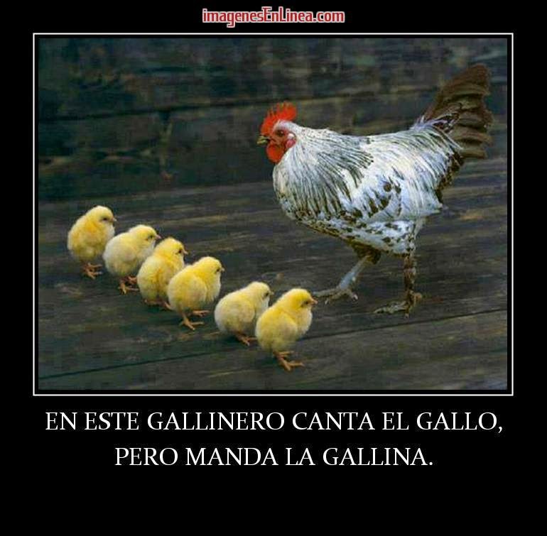 Gallos MEME: Aqui manda la gallina ~ Gallerismo