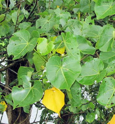 Gifting Trees...: The Divine Tree