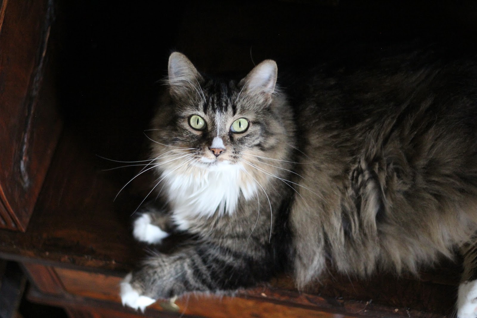 Sushi and Runt's Cat and Dog Blog !: Meet Our Pets