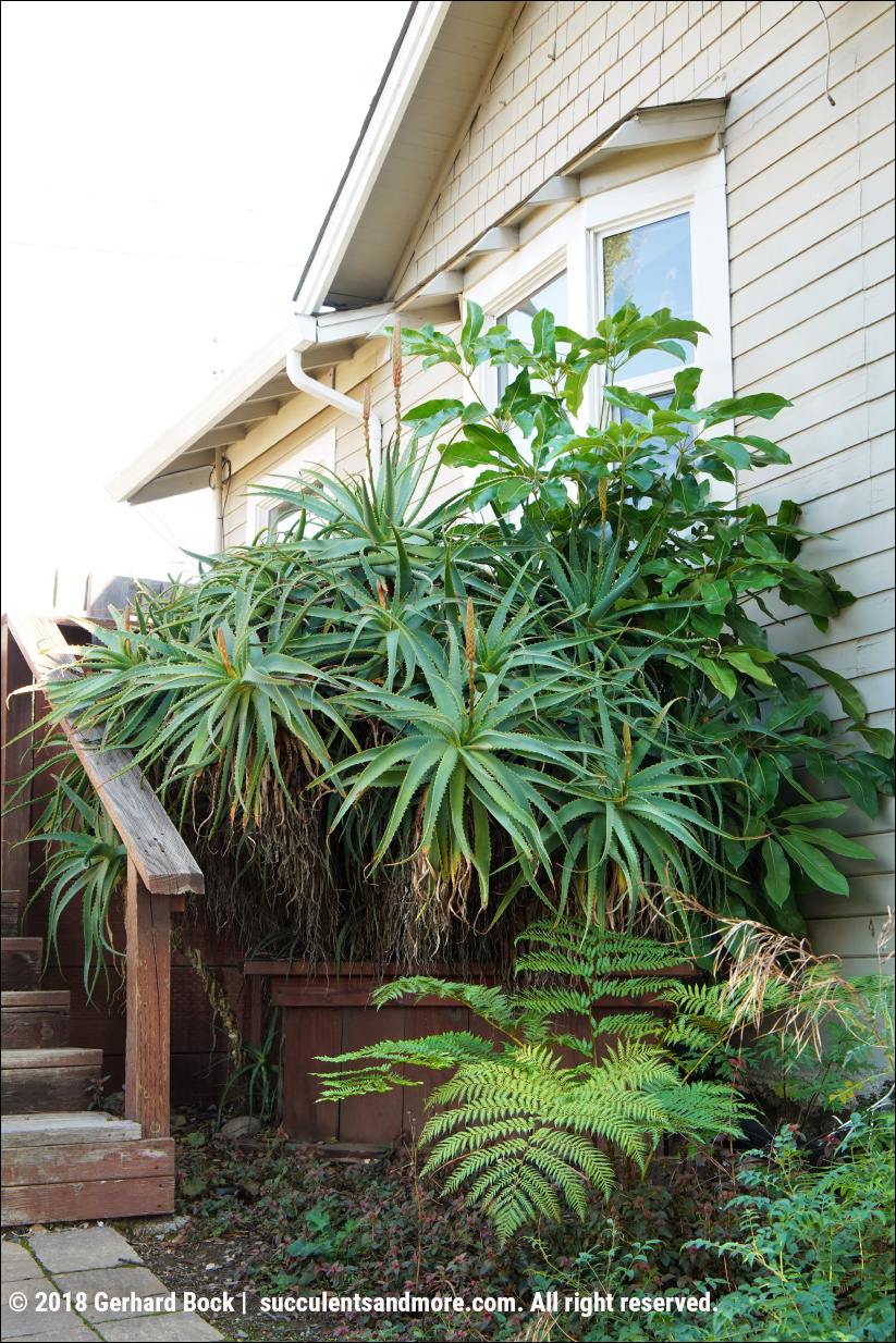 John Miller's Oakland aloe garden (Institute for Aloe Studies)