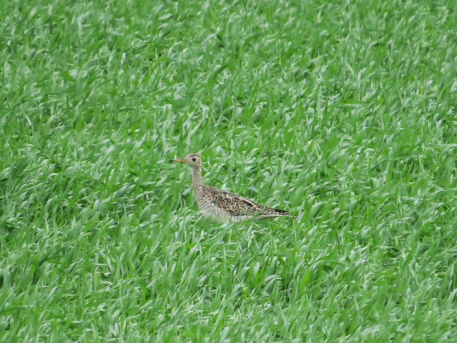 Birding Is Fun!: Southern and Western Birds in the Midwest