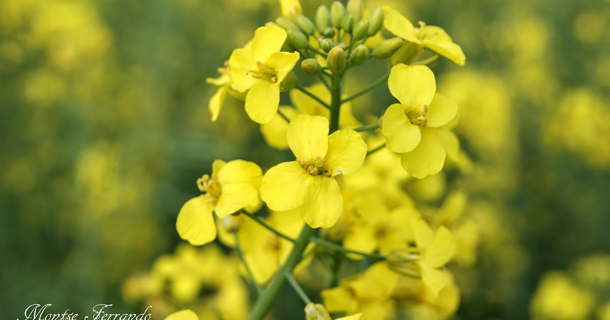 Con L de Libertad: Colza (Brassica napus)