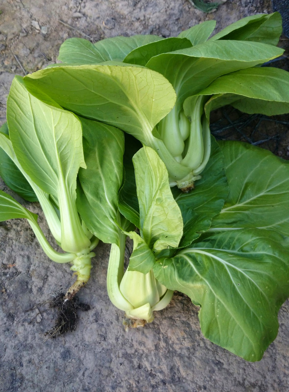 LAGI TUAIAN SAYURAN DI KBR - Rangkuman Cara Bertanam Lengkap