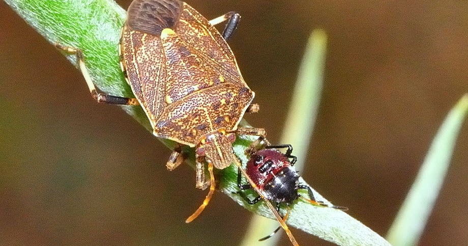 Variety of Life: Diemeniini