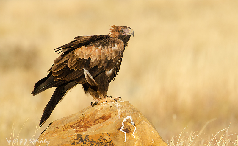 aus bird photography