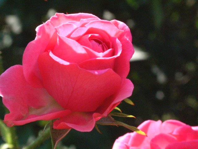 Gedichte und Aphorismen