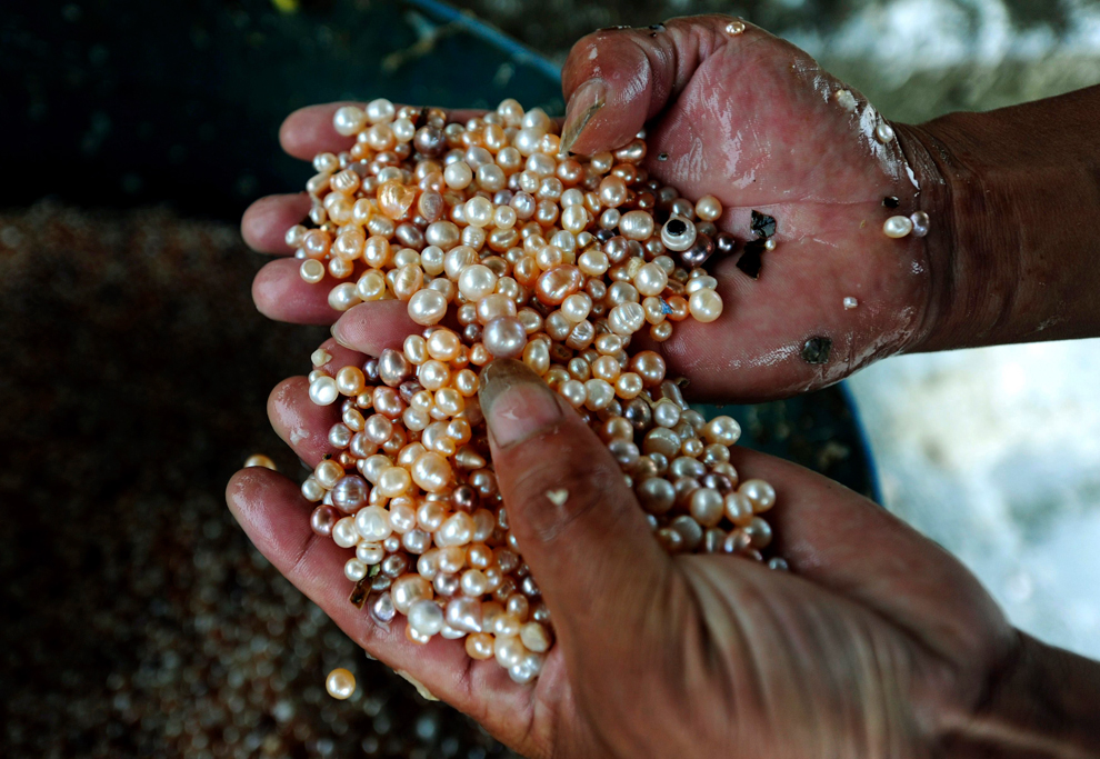 TYWKIWDBI ("Tai-Wiki-Widbee"): Cultivated pearls - by the handful