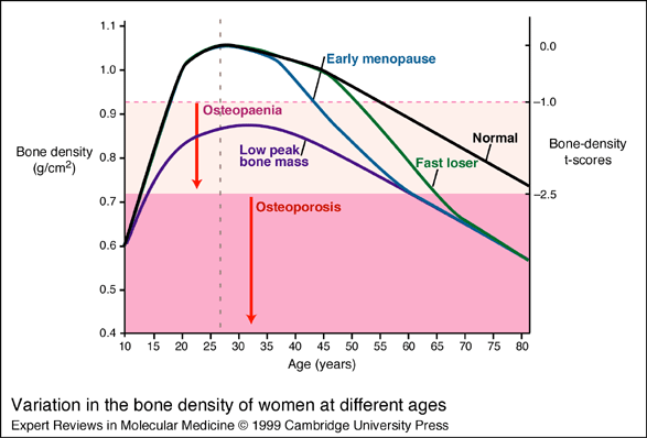 googolla: Bone Density 101