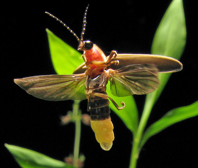 Earth and Space News: Big Dipper Firefly: Yellow Green Twilight Flashes ...