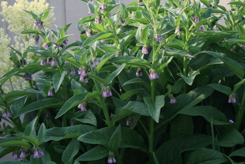 The Flower Bin: Growing and Using Comfrey in Your Garden