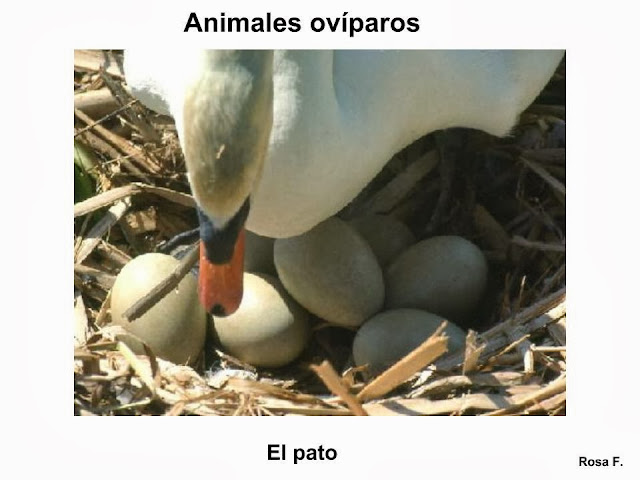 Vocabulario en imágenes. Maestra de Infantil y Primaria.: Animales ...