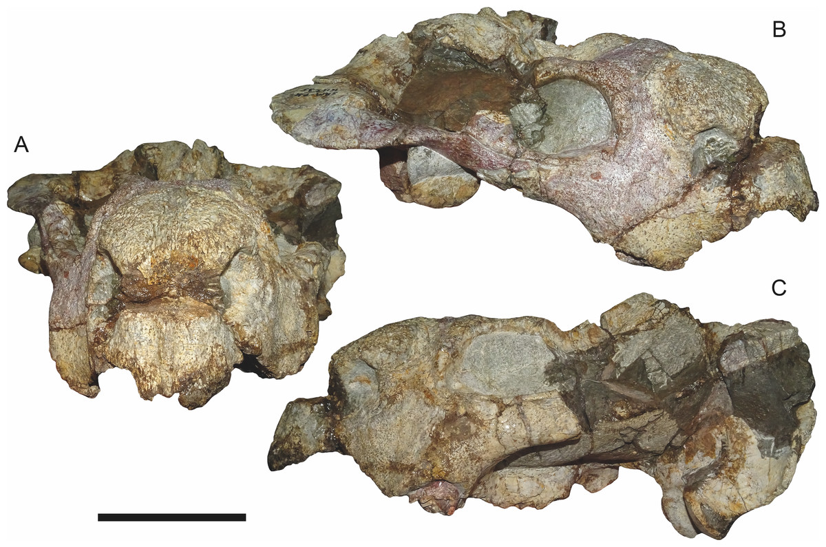 Prehistoric Beast of the Week: Bulbasaurus: Beast of the Week