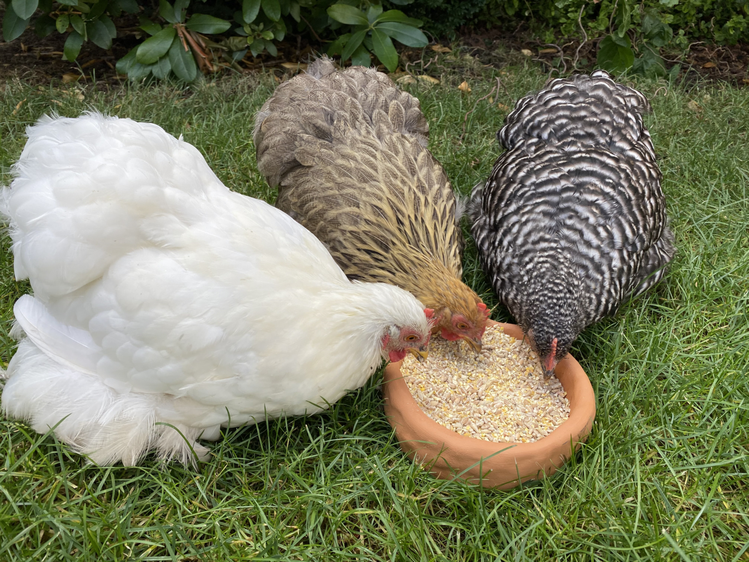 Das optimale Futter für Hühner - die Mischung macht´s | ♥ Zuckersüße ...