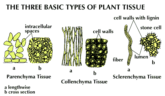 Biology Topics PERMANENT TISSUES biology-topics-permanent-tissues
