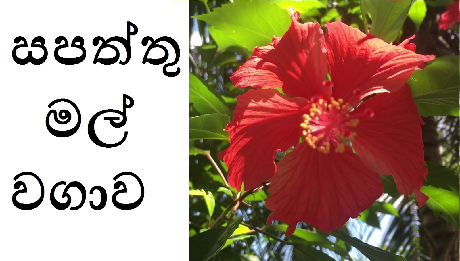 සපත්තු මල් වගාව