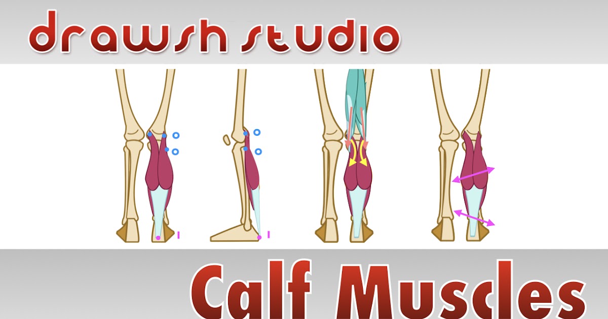 Drawsh: The Calf Muscles