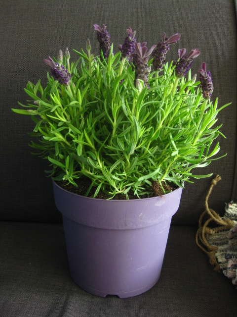 365 kuppia kahvia: Kolme kuppia kahvia