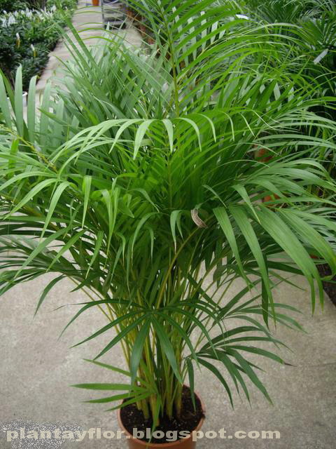 Plantas y flores: Dypsis lutescens