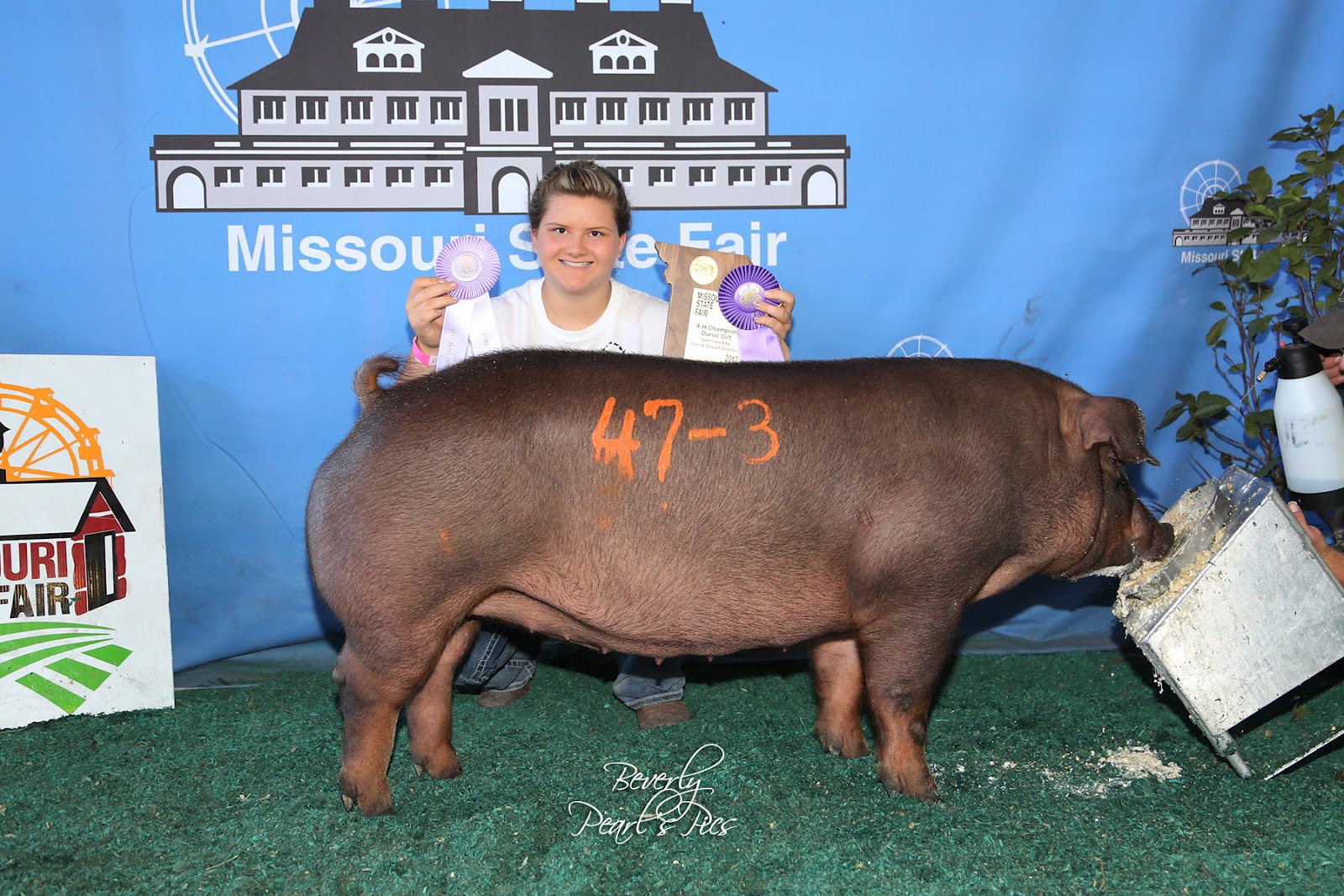 NSR Fieldview: Missouri State Fair - Open Durocs