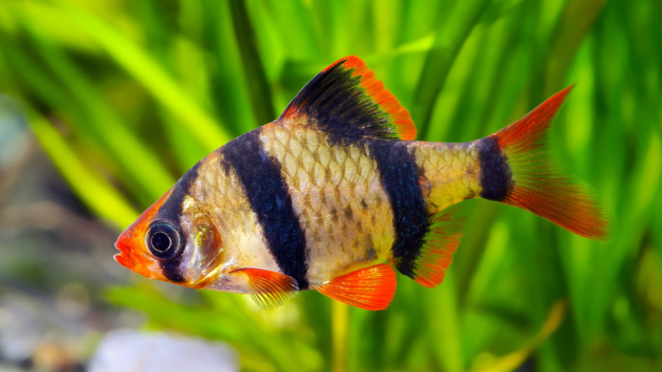 Tiger Barb Fish - fish-hobbyist